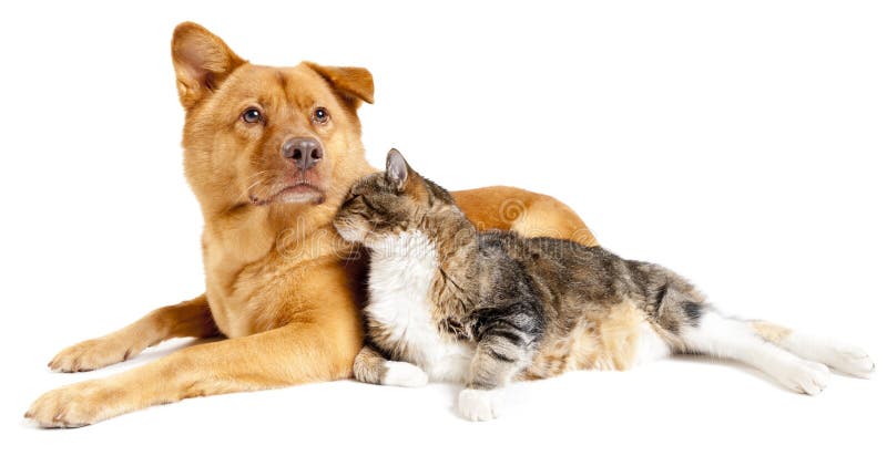 Hond en Kat samen stock afbeelding. Image of horizontaal - 28365715