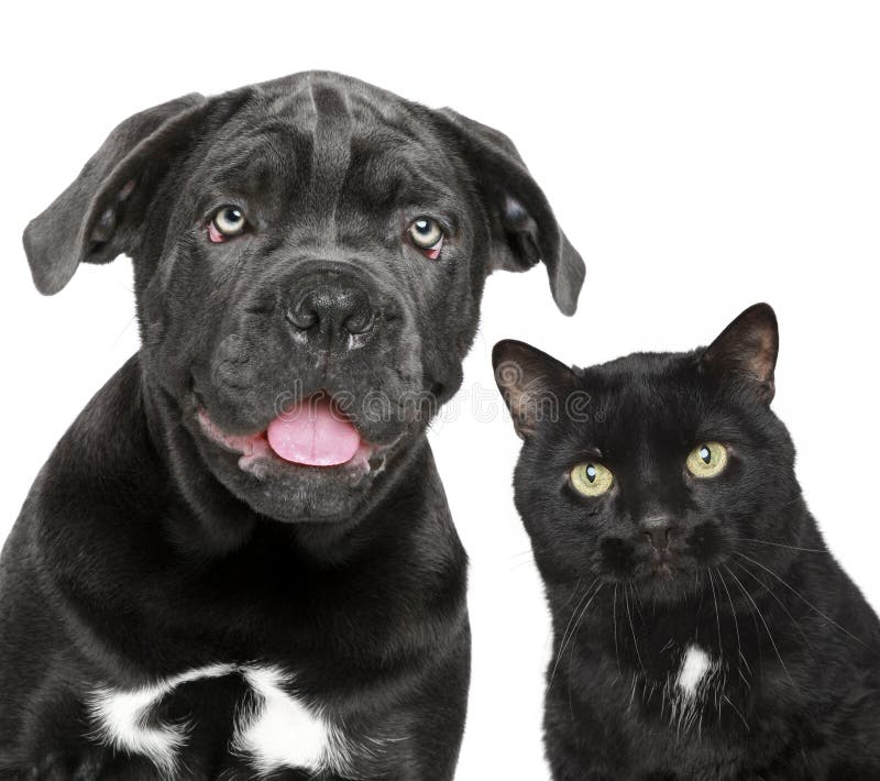 Hond en kat samen stock afbeelding. Image of grappig - 24892009