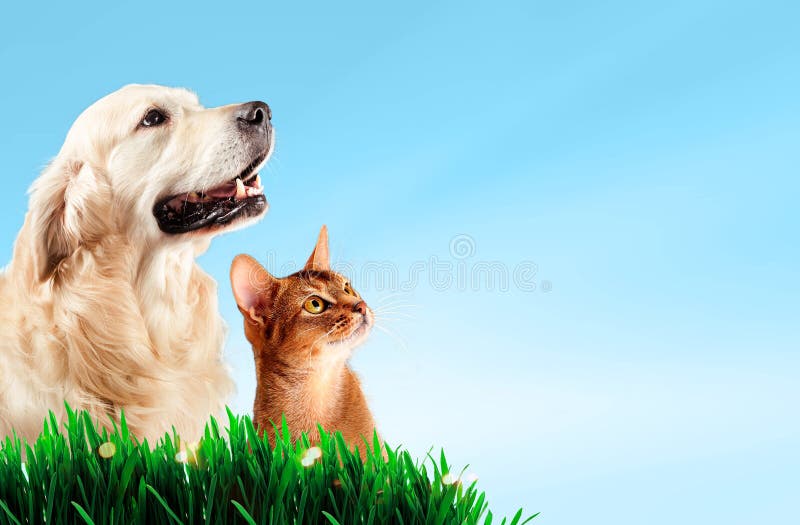 Hond En Kat Samen Op Gras, De Lenteconcept Stock Foto - Image of vrij ...