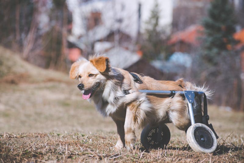 Gehandicapte Hond Met Rolstoel Stock Afbeelding - Image of steun ...