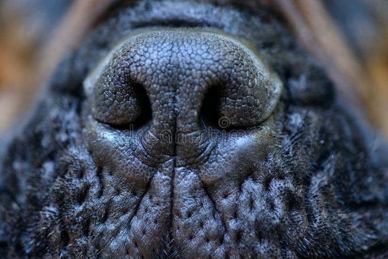 Hond grote neus stock afbeelding. Image of veiligheid - 71201849