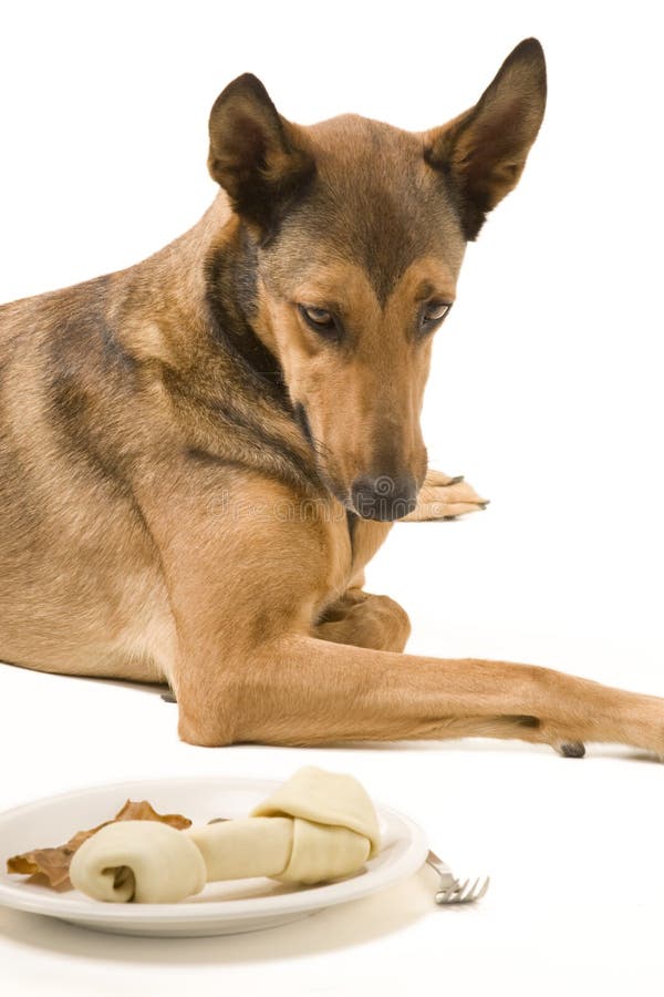 Twee hondenbotten stock foto. Image of hond, koekje, voedsel - 3960762