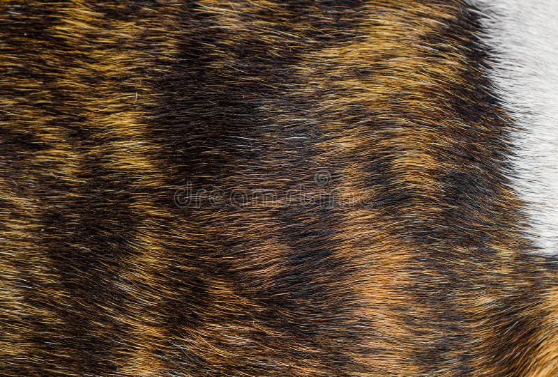Honden Bont De Textuur Van Het Haar Van De Hond Stock Afbeelding ...