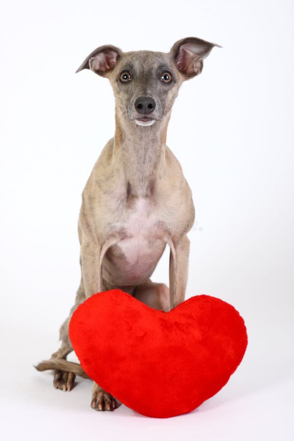 Hond met hart stock foto. Image of wachten, hond, huisdier - 7803858