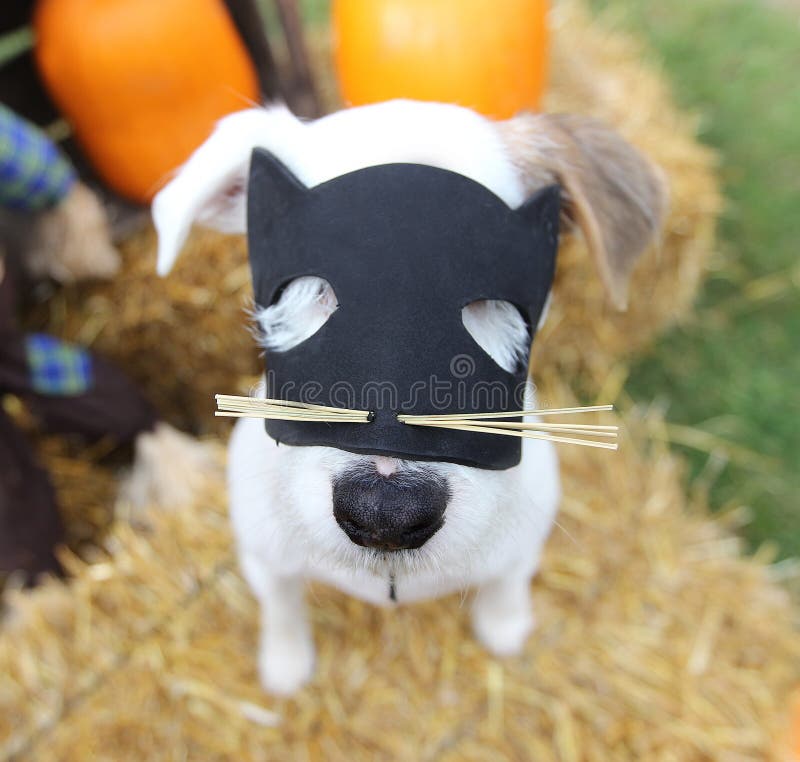 Hond met kattenmasker stock foto. Image of halloween - 35182798