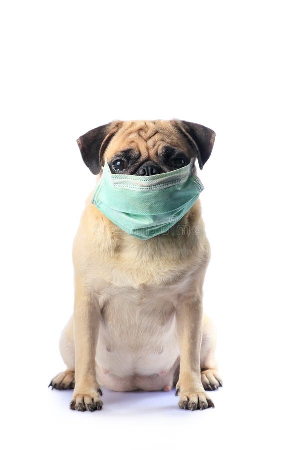 Hond met masker op wit stock afbeelding. Image of grafisch - 138259851