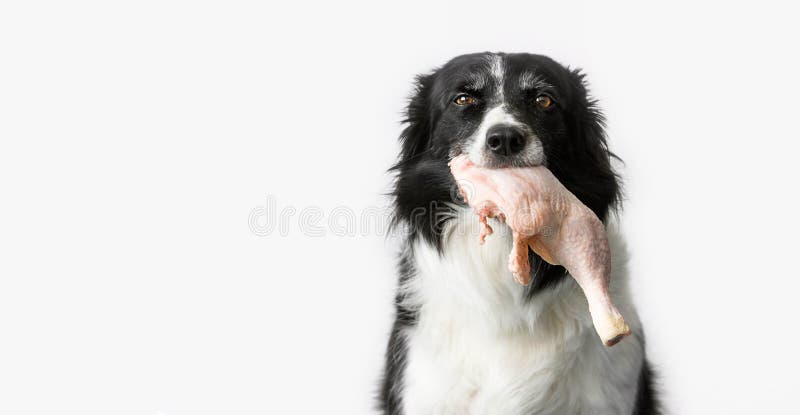 Hond met Ruw Vlees in Mond stock afbeelding. Image of binnenlands ...