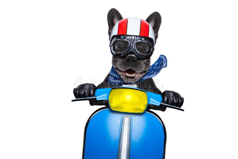 Hond op motor stock foto. Image of retro, helm, remmen - 101239548