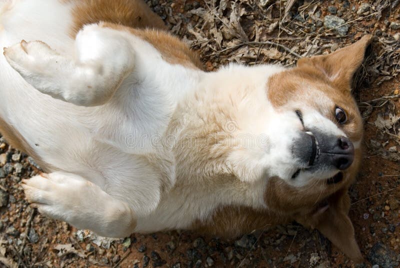 Hond op zijn rug stock foto. Image of vriend, corgi, aanbiddelijk - 3466458