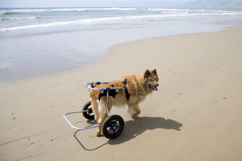 Hond op Wielen stock afbeelding. Image of mobiliteit, oceaan - 793055