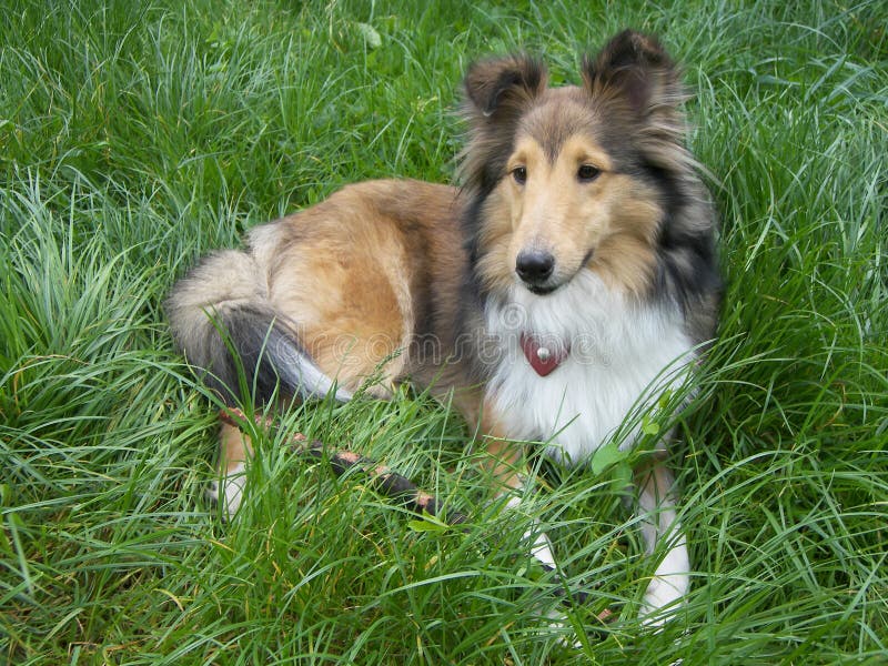 Sheltie hond stock afbeelding. Image of huisdieren, hond - 2336083