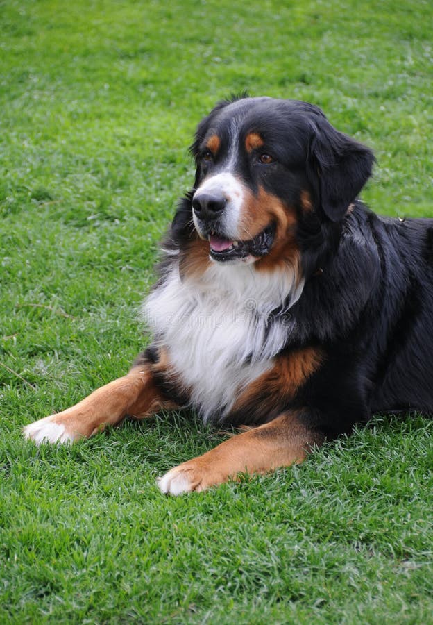 Hond - Sint-bernard stock afbeelding. Image of dier, heilige - 8988455