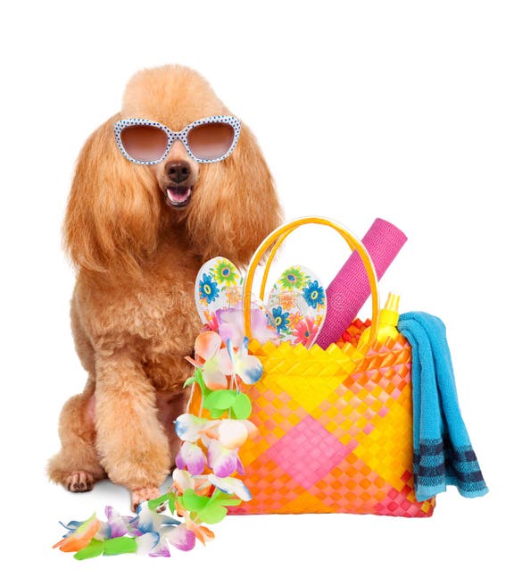 Hond. Vakantie op zee. stock foto. Image of dier, uitgeput - 39372804