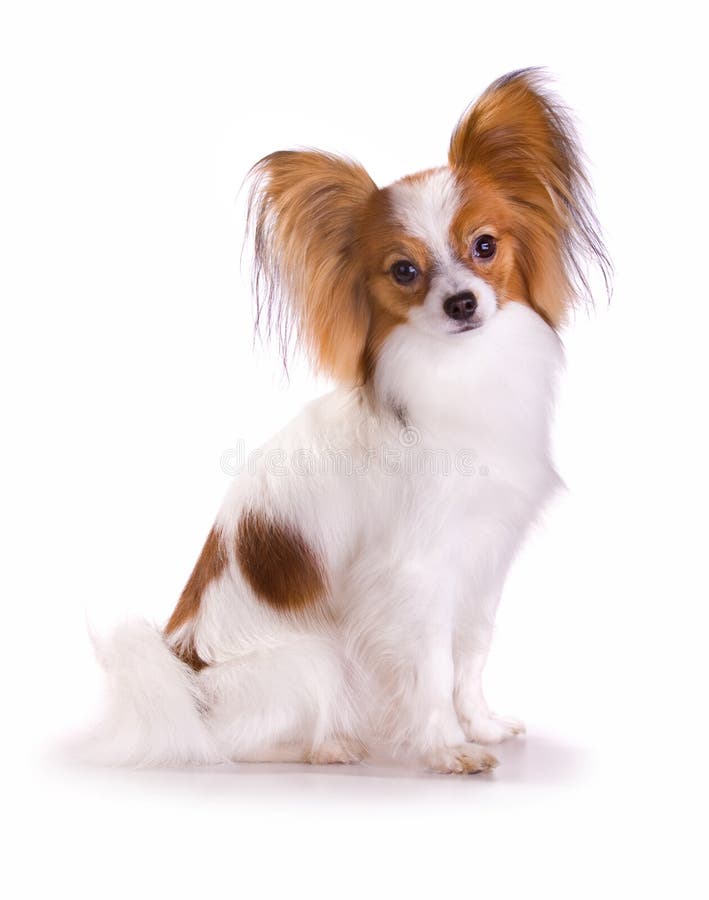 Hond van ras papillon stock foto. Image of mooi, binnenlands - 12681492