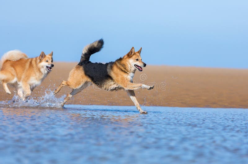 Twee Honden Die in Een Pak Lopen Stock Foto - Image of snel, slap: 5131656