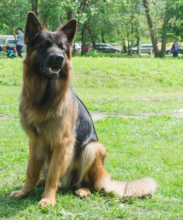 Honden van diverse rassen stock foto. Image of herdershond - 74307162