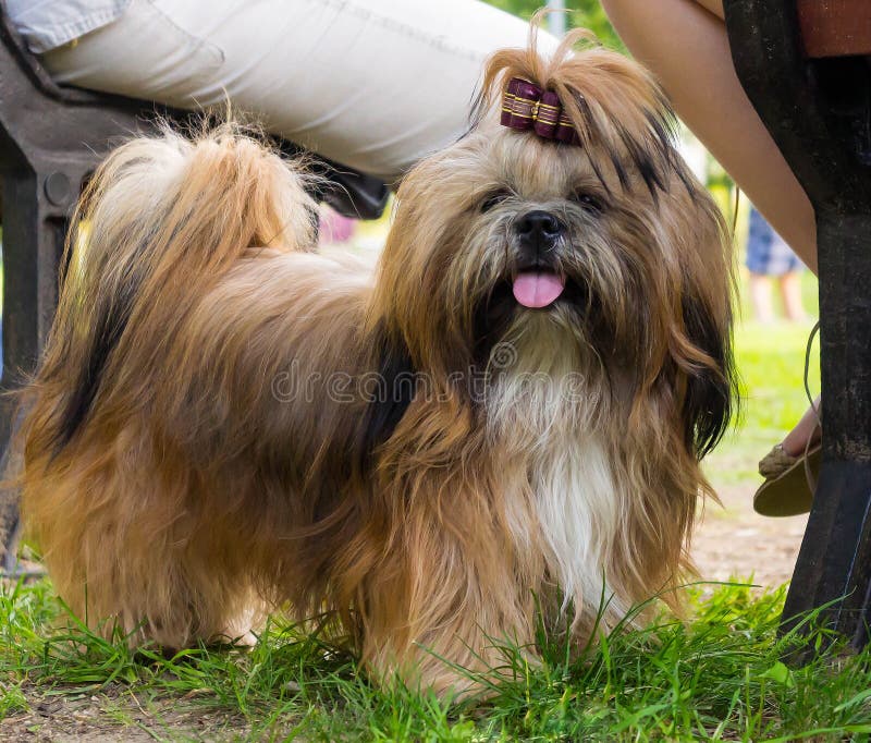 Honden van diverse rassen stock foto. Image of grappig - 74307276