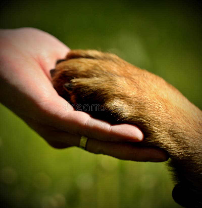 Hondenpoot en mensenhand stock foto. Image of beste, liefde - 50013152