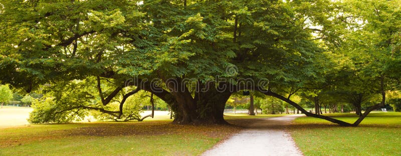 Honderdjarige lindeboom stock afbeelding. Image of buiten - 13043109