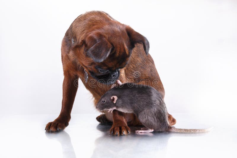 Hondras Griffon Brabanson En Grijze Rat Stock Foto - Image of vrolijk ...