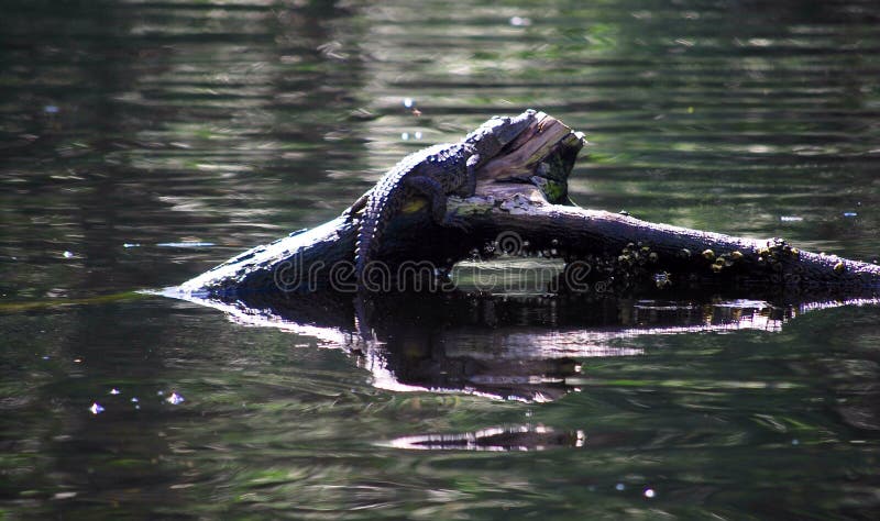Little alligator stock image. Image of bella, alligator - 118511233