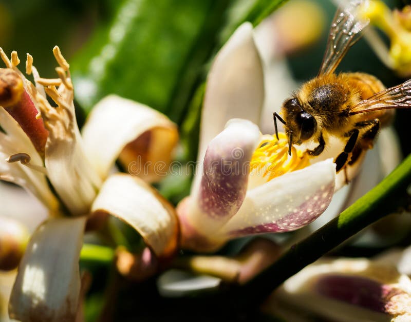 Hone Bee on lemon flower stock image. Image of lemon - 227789269