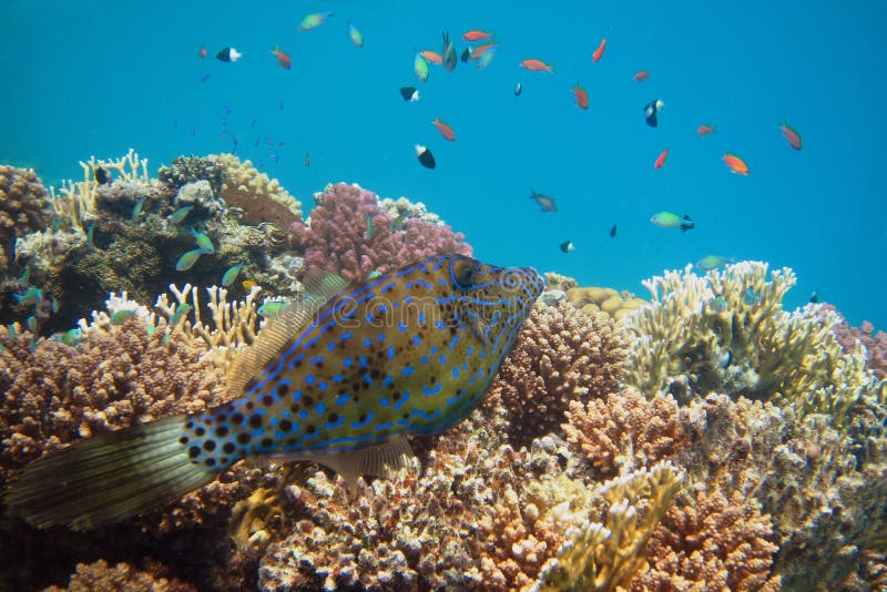 Hone Fish Coral Stock Photos - Free & Royalty-Free Stock Photos from ...