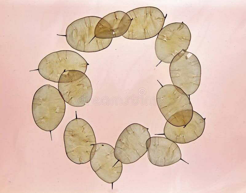 Honesty seedheads stock photo. Image of lunaria, stem - 41936270