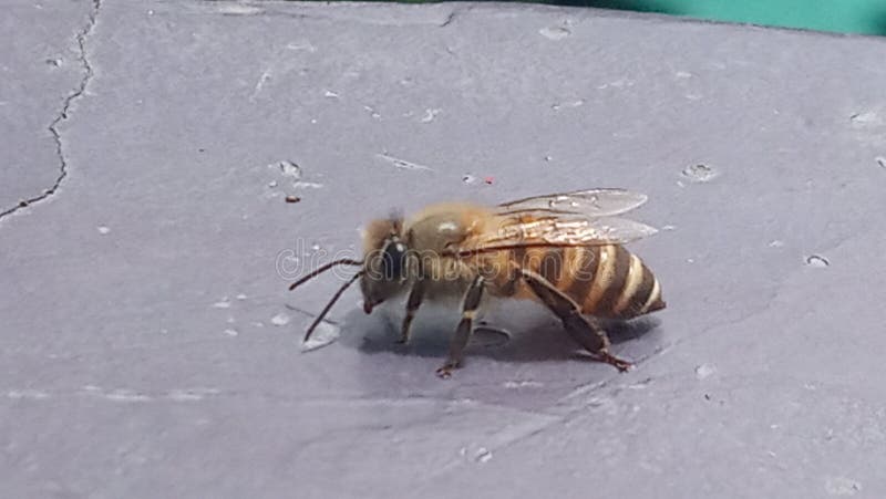 Honey ðŸ bee standing stock photo. Image of honey - 172747196