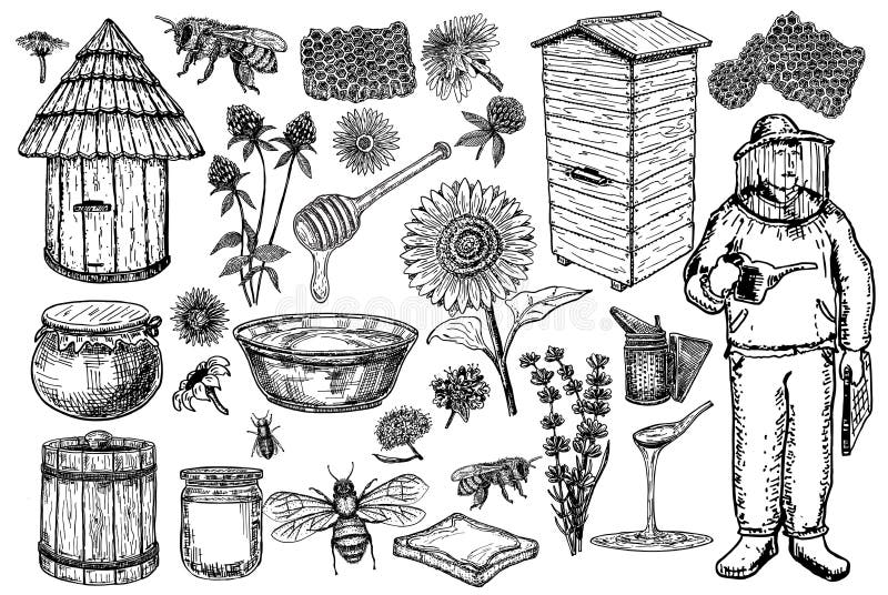 Honey, Apiary Sketch Set. Honey Production. Bees, Beekeeper, Honey ...