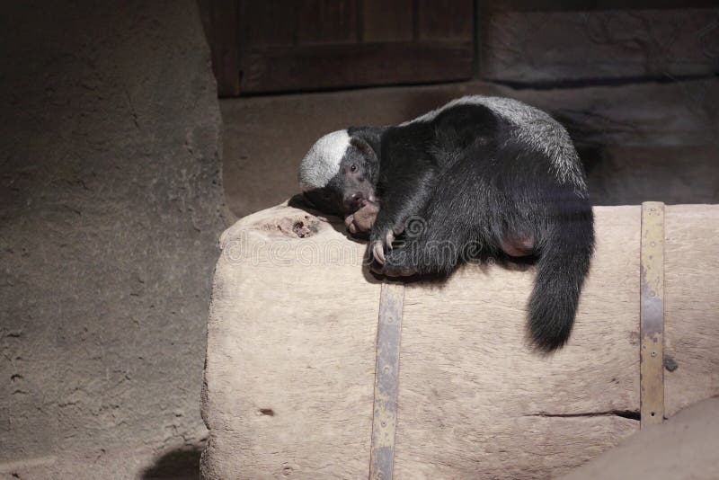 326 Honey Badger Stock Photos - Free & Royalty-Free Stock Photos from ...