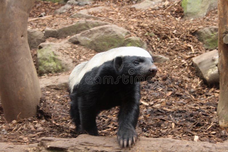 Honey Badger stock photo. Image of badger, kalahari, honey - 5222088