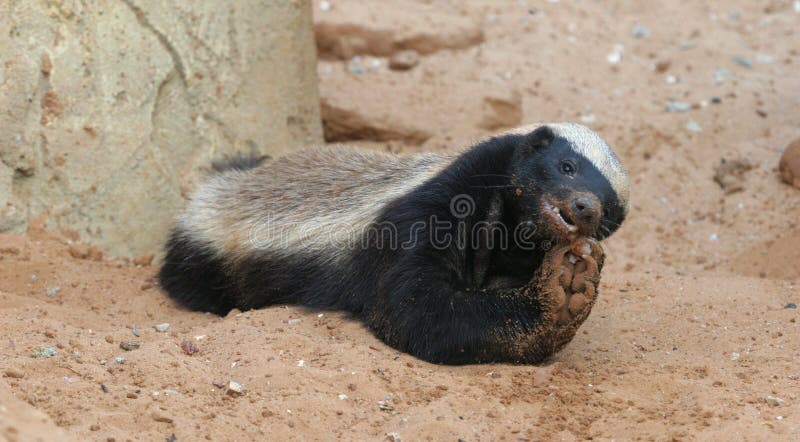 Honey badger feeding stock image. Image of badger, carcass - 18670329