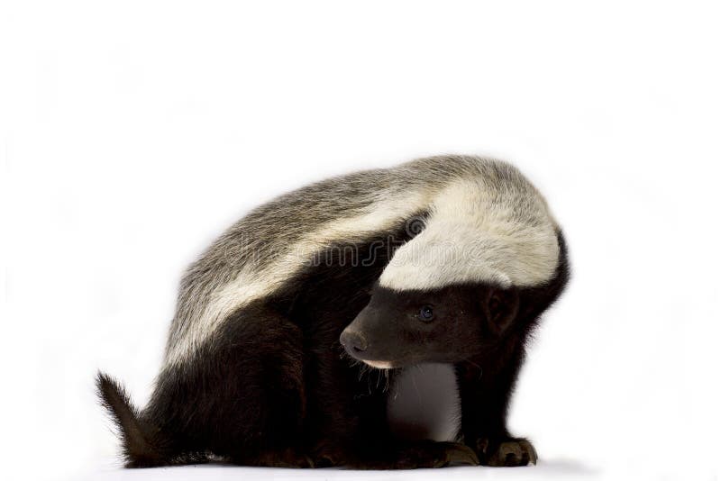 Honey Badger Mellivora Capensis Stock Photo - Image of fierce ...