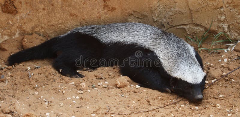 Honey badger feeding stock image. Image of badger, carcass - 18670329
