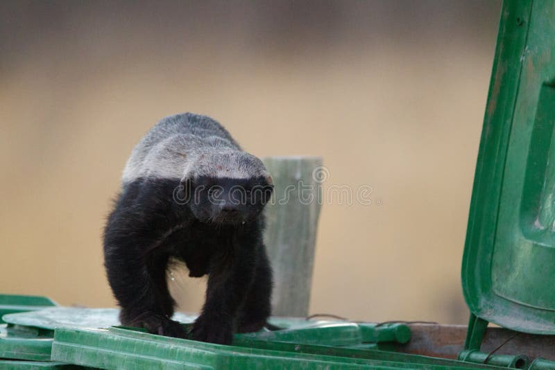 Honey badger stock image. Image of wild, fierce, mammalia - 175075573