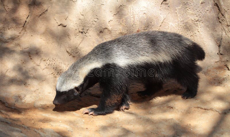 Honey badger feeding stock image. Image of badger, carcass - 18670329
