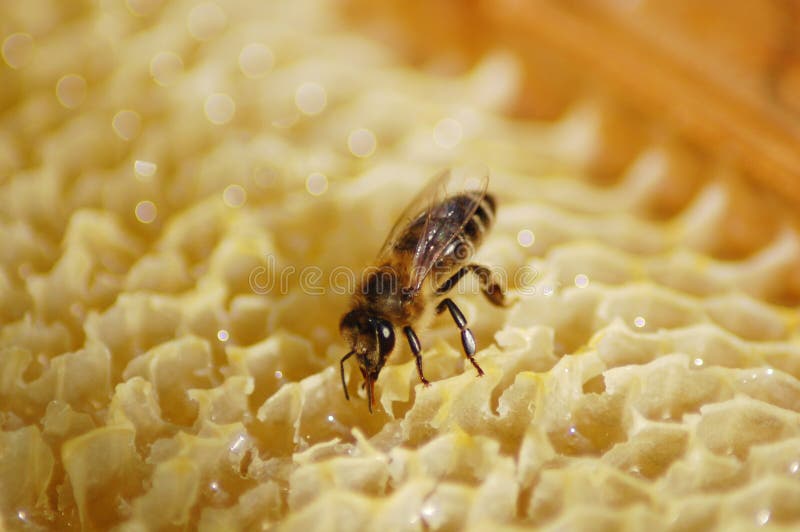 Honey bee stock photo. Image of concept, beehive, apiculture - 11619010