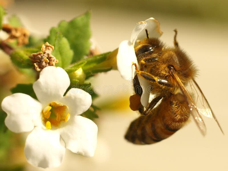 74,995 Bee White Flower Stock Photos - Free & Royalty-Free Stock Photos ...