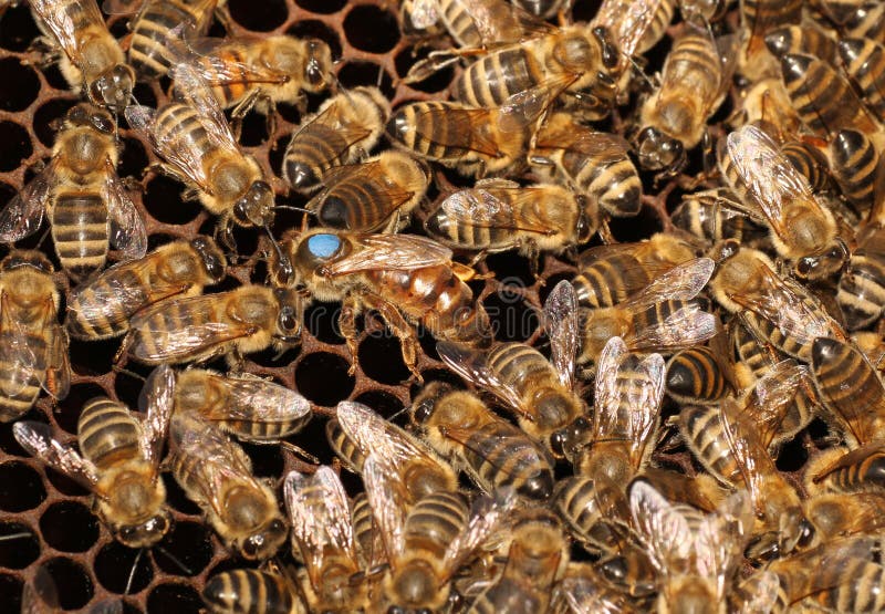 Honey Bee stock photo. Image of field, floral, color - 21154148