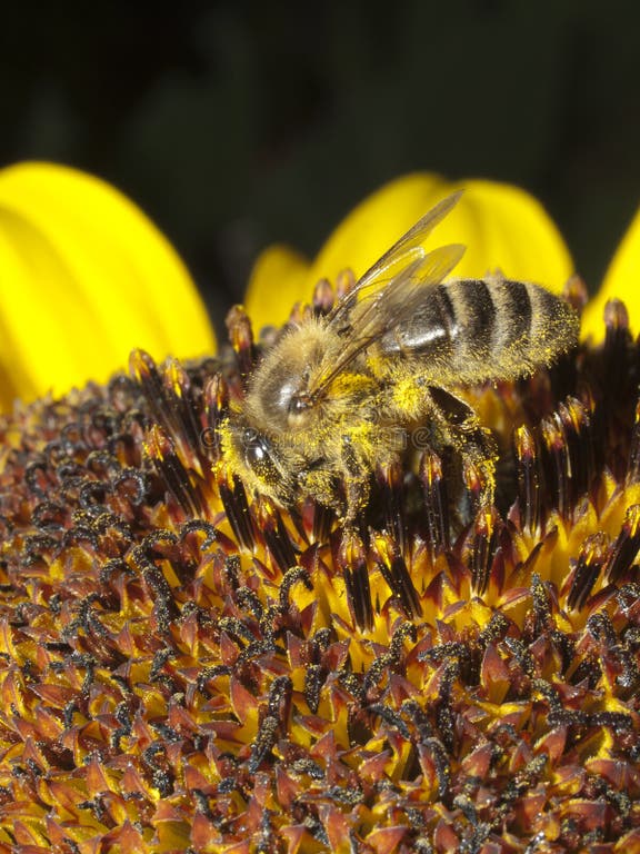 Honey bee stock photo. Image of apoidea, colourful, beeswax - 22585398