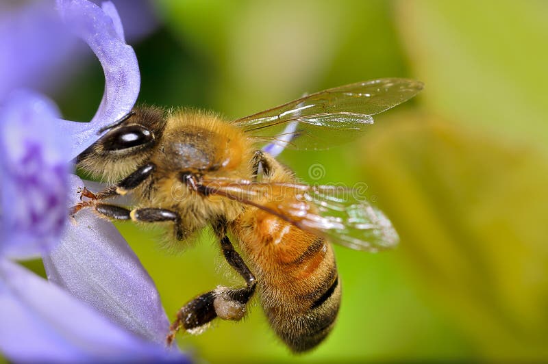 Honey Bee stock photo. Image of color, background, busy - 23427152