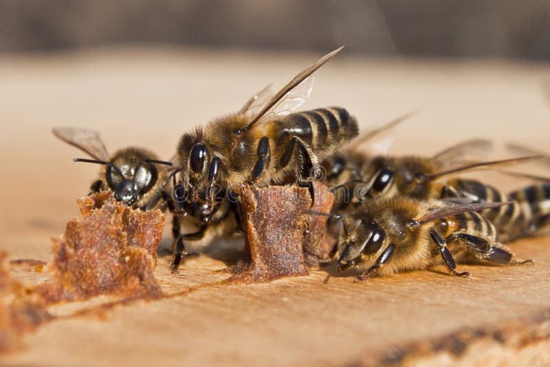 Honey bee stock photo. Image of colourful, apiculture - 20340676