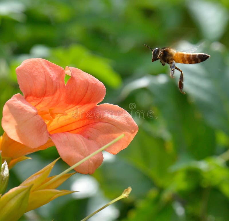 Honey Bee stock photo. Image of flowers, flying, orange - 25714096