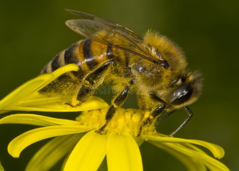 Sleeping bee close up stock image. Image of fauna, close - 10353819