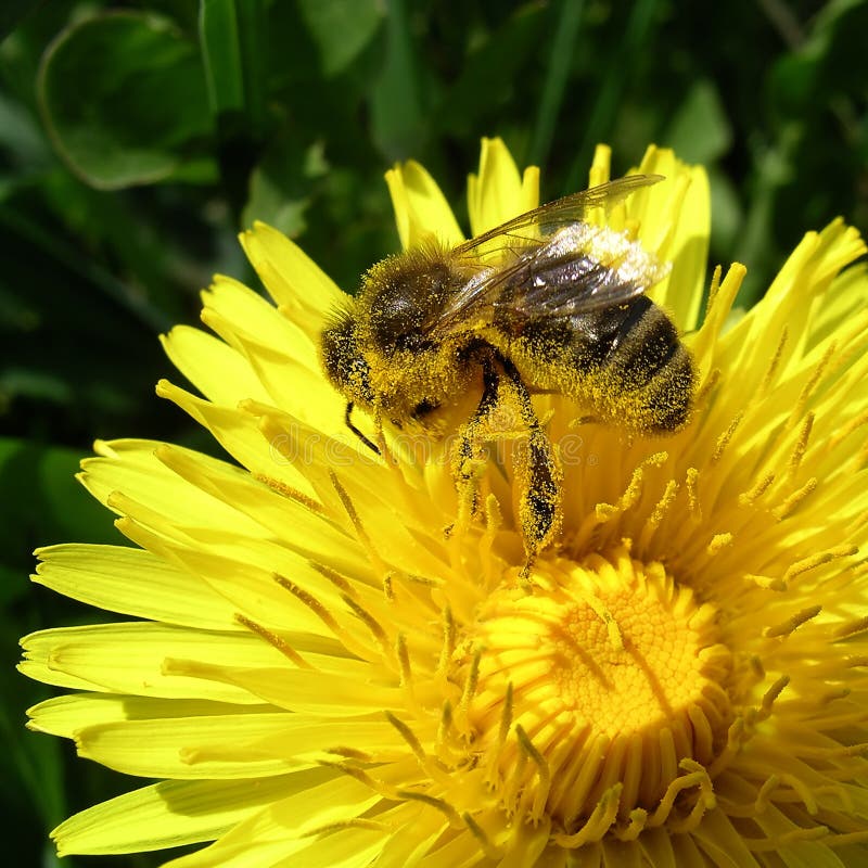 Honey Bee stock photo. Image of insect, environmental - 5936808