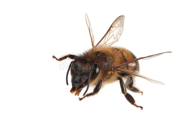 Bee stock image. Image of sting, honey, insect, macro - 1238281