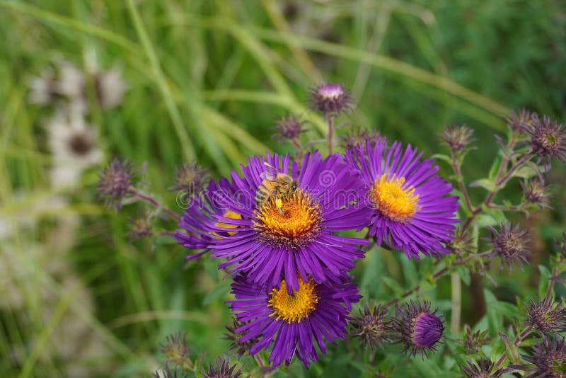Honey bee in the sun stock image. Image of hymenoptera - 257267427