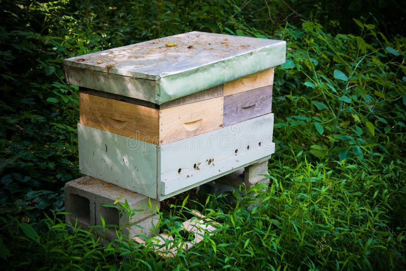 Honey Bee Apiary stock photo. Image of apiarist, insects - 27416210