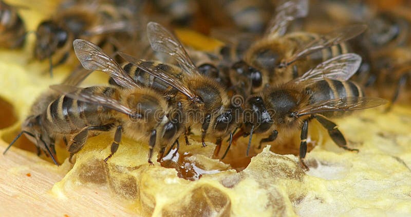 Honey Bee, Apis Mellifera, Female Workers Drinking Honey, Bee Hive in ...